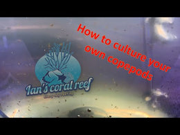 Copepod Culture Kit | Reefphyto
